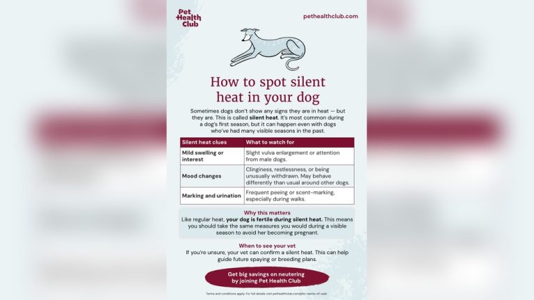 Common Behaviors of a Female Dog in Heat While Staying Calm and Safe ...