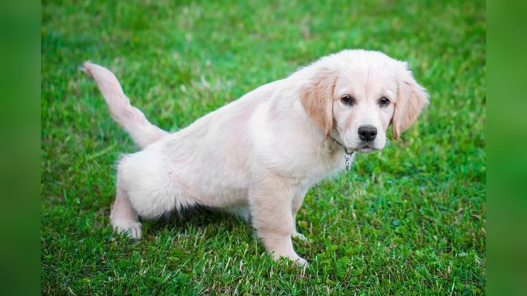 Dog Urine Marking Behavior: Effective Tips to Stop It Fast - Dogloversfinds