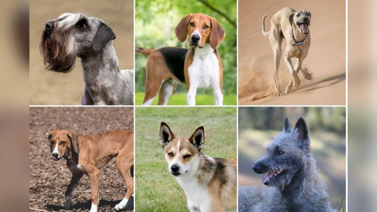 What are the 5 Original Dog Breeds: Timeless Canine Legends Revealed ...