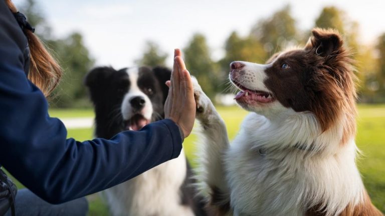 What are the Most Intelligent Breeds of Dogs: Top Smart Picks ...