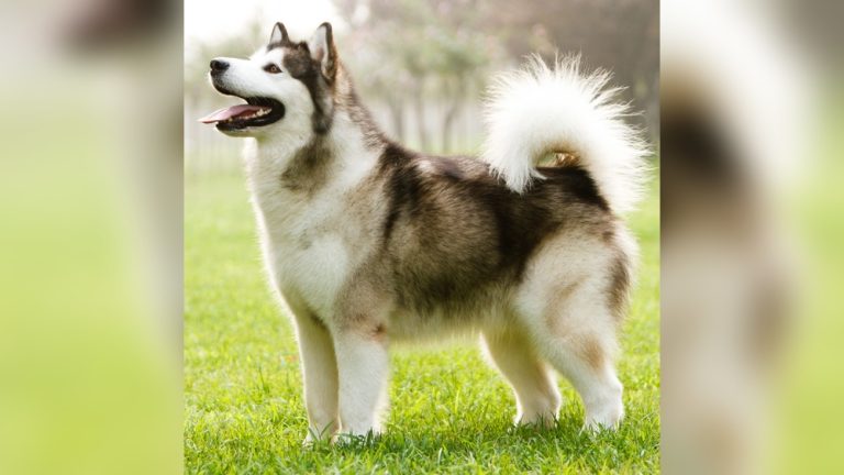 What Dog Breeds Have Curly Tails: Top 10 Charming Breeds Revealed ...