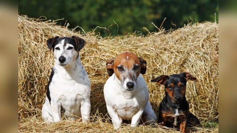 Which Breeds of Dogs Live the Longest: Top Long-Lived Dog Breeds ...